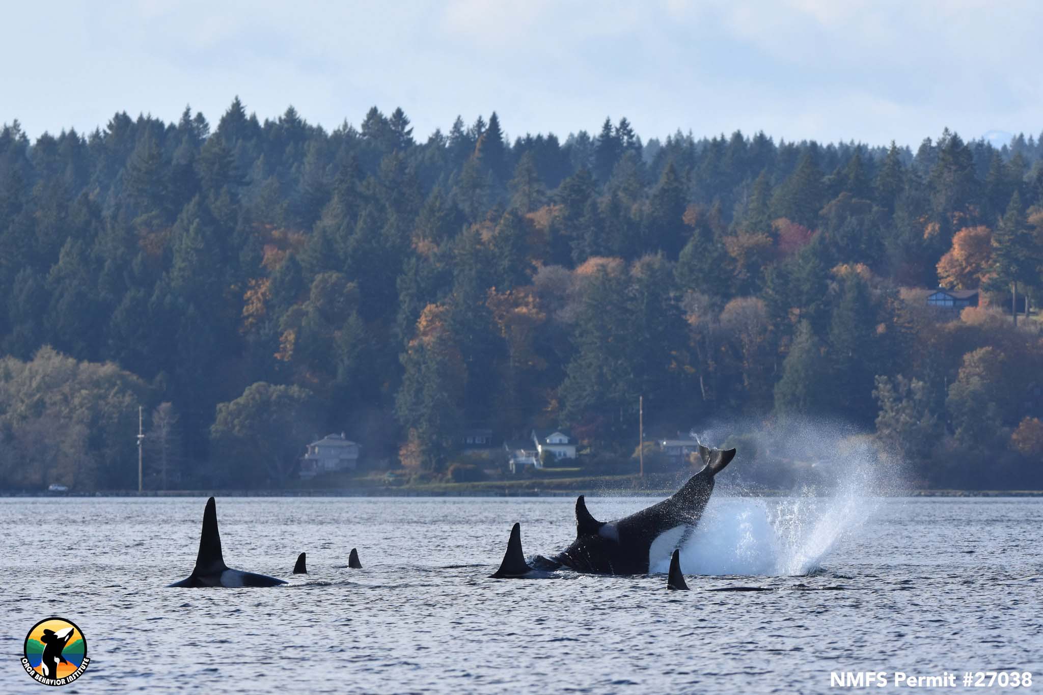 First SRKW encounter with the Center for Whale Research in Puget Sound this year